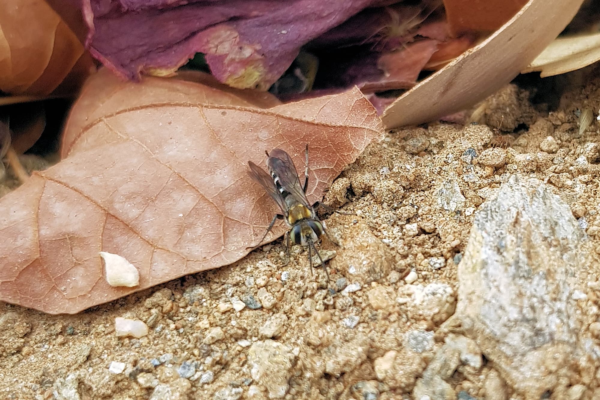 Liris (Wasp) – Ausemade