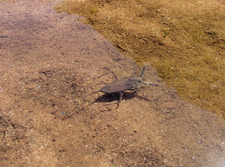 Water Scorpion (Laccotrephes tristis) – Ausemade