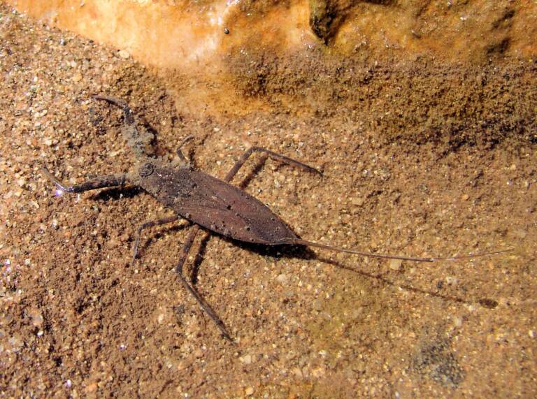 Water Scorpion (Laccotrephes tristis) – Ausemade