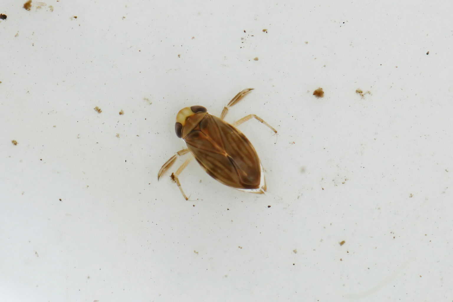 Life in the Gnammas… – Ausemade