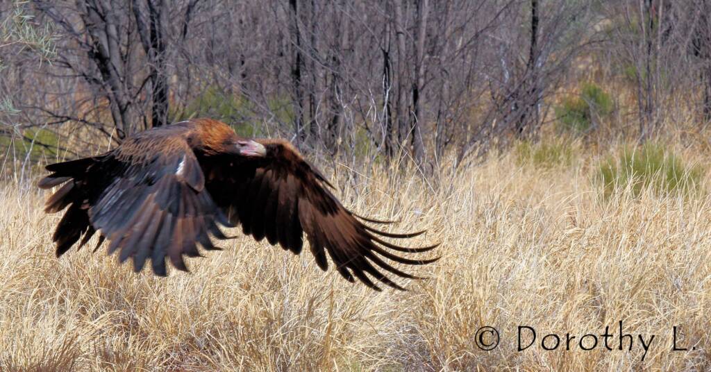 Wedge-tailed Eagle – Ausemade