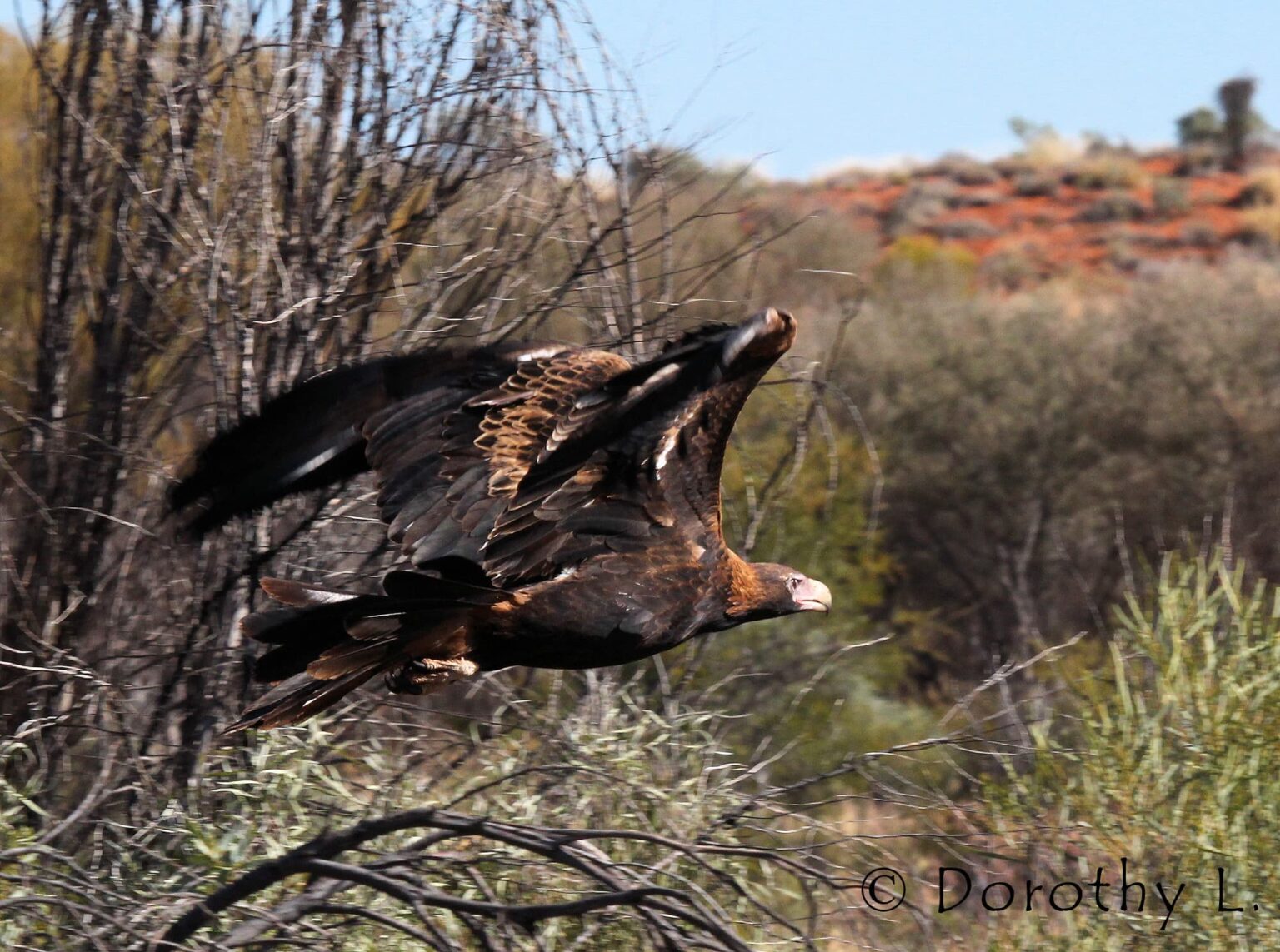 Wedge-tailed Eagle – Ausemade