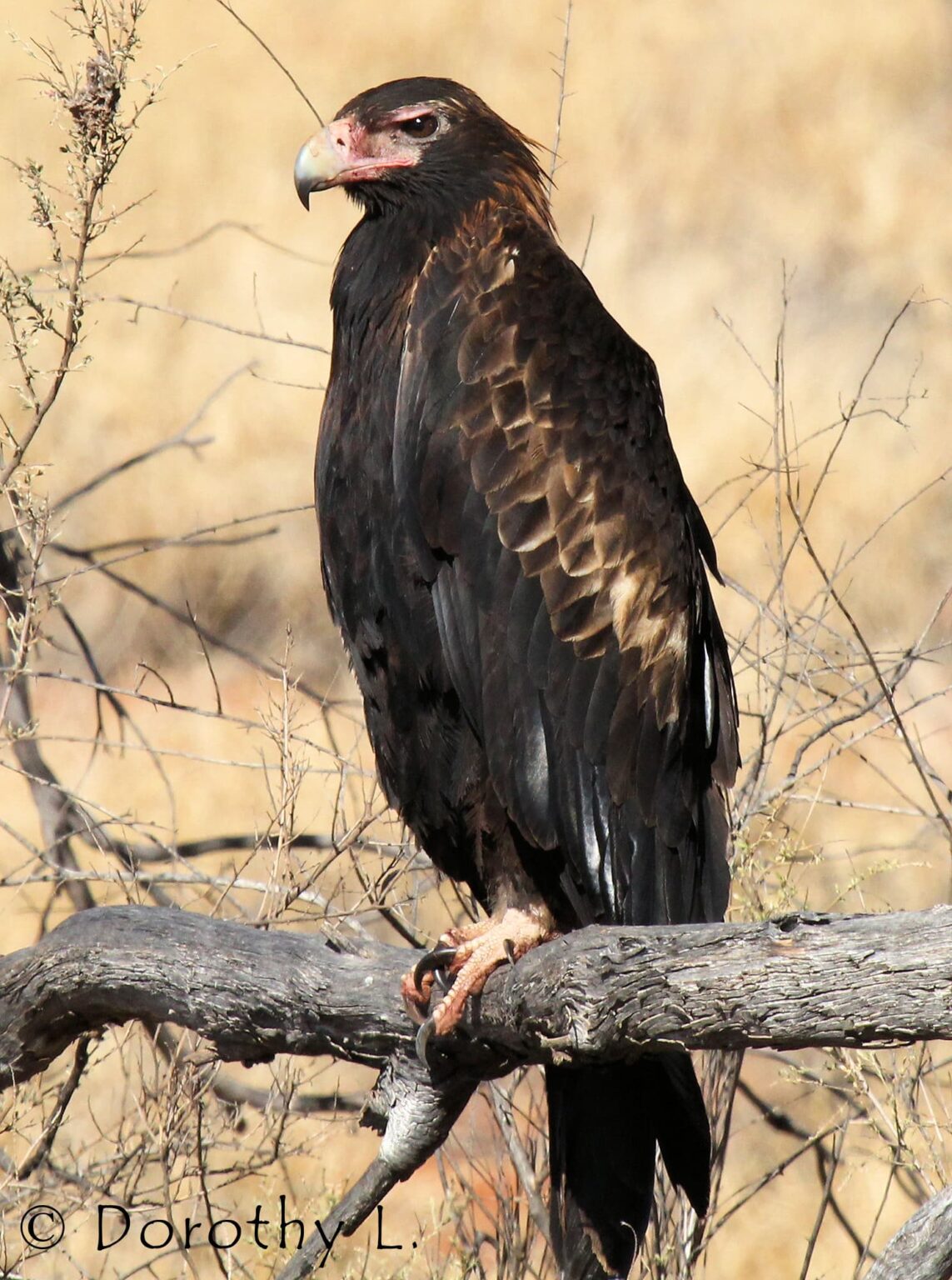 Wedge-tailed Eagle – Ausemade