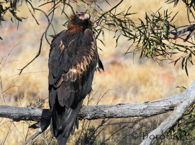 Wedge-tailed Eagle – Ausemade