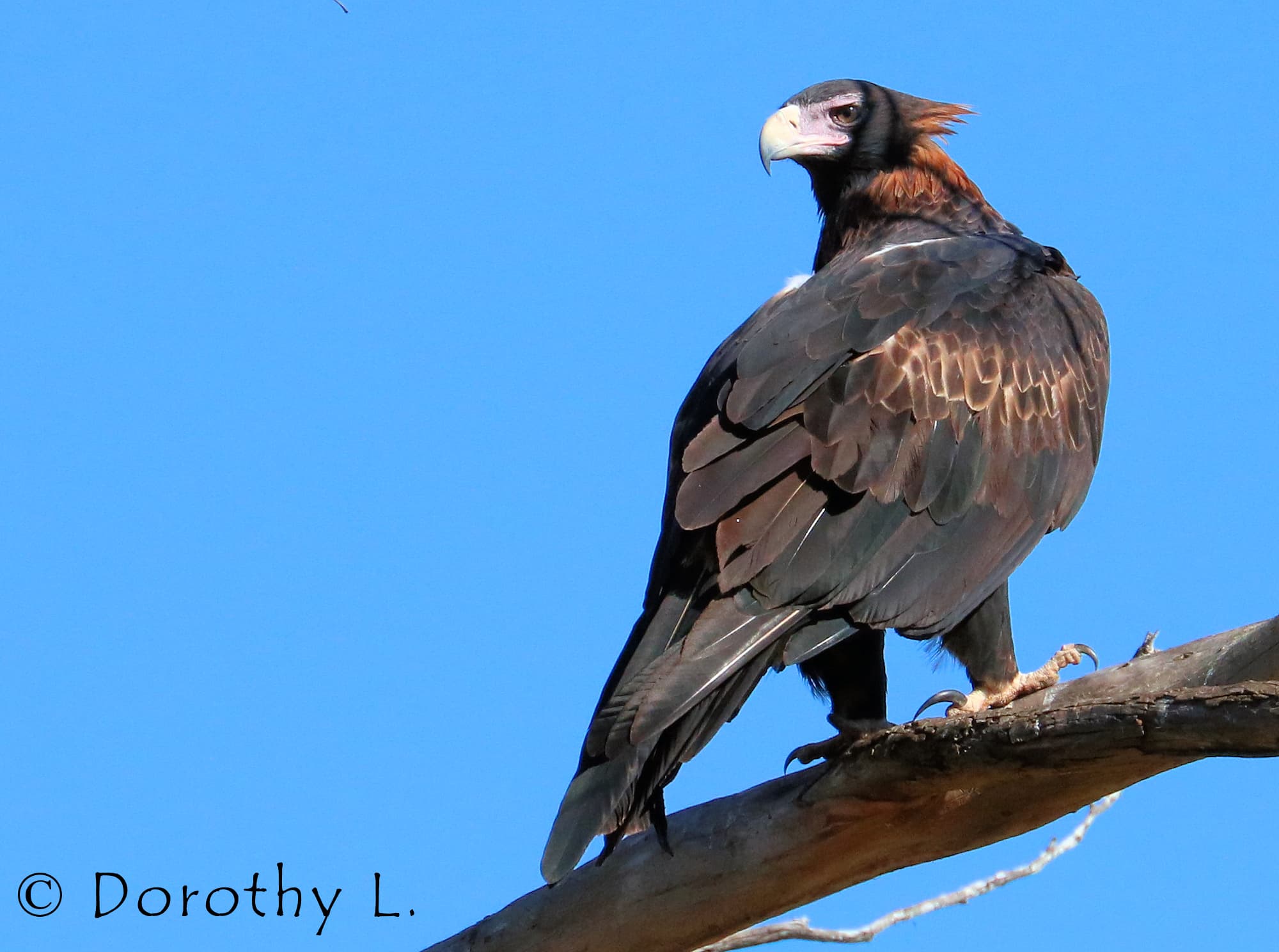 Wedge-tailed Eagle – Ausemade