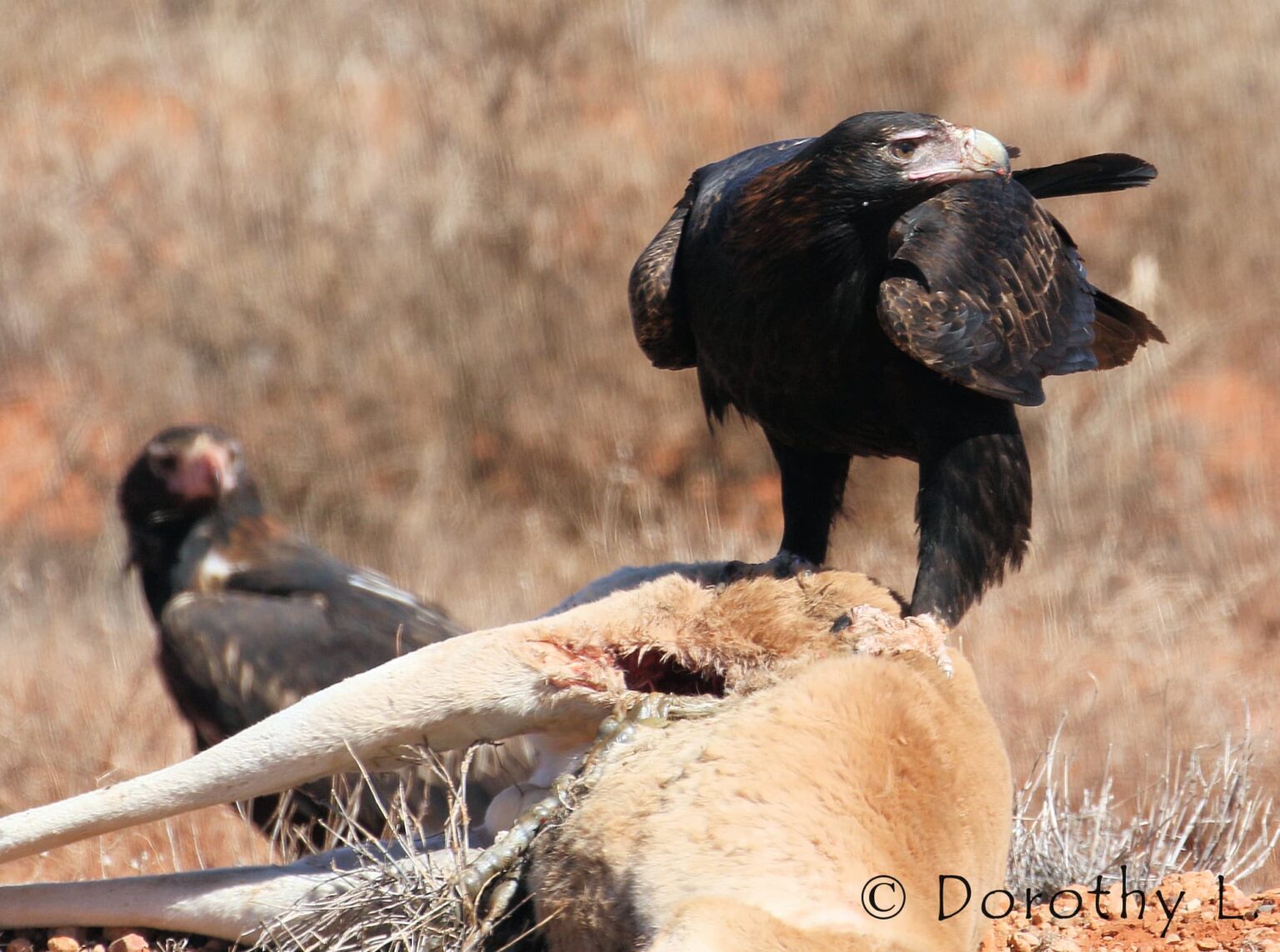 Wedge-tailed Eagle – Ausemade