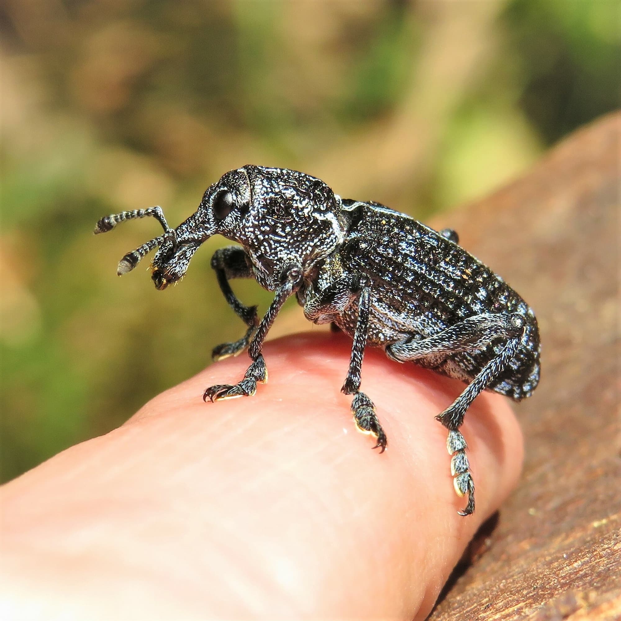 Chrysolopus spectabilis (Botany Bay Diamond Weevil) – Ausemade