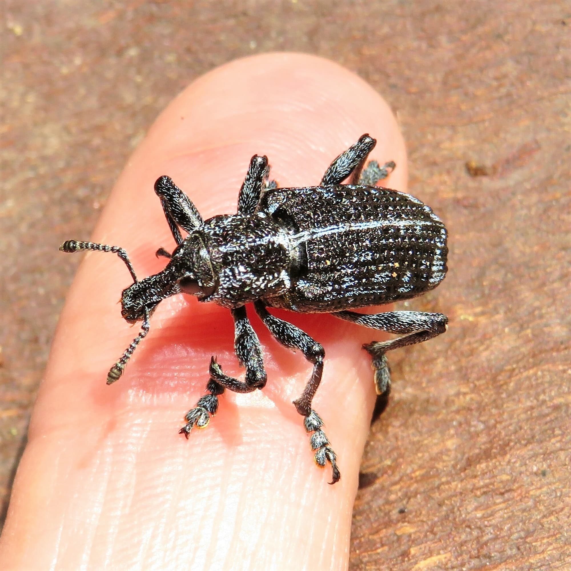 Chrysolopus spectabilis (Botany Bay Diamond Weevil) – Ausemade