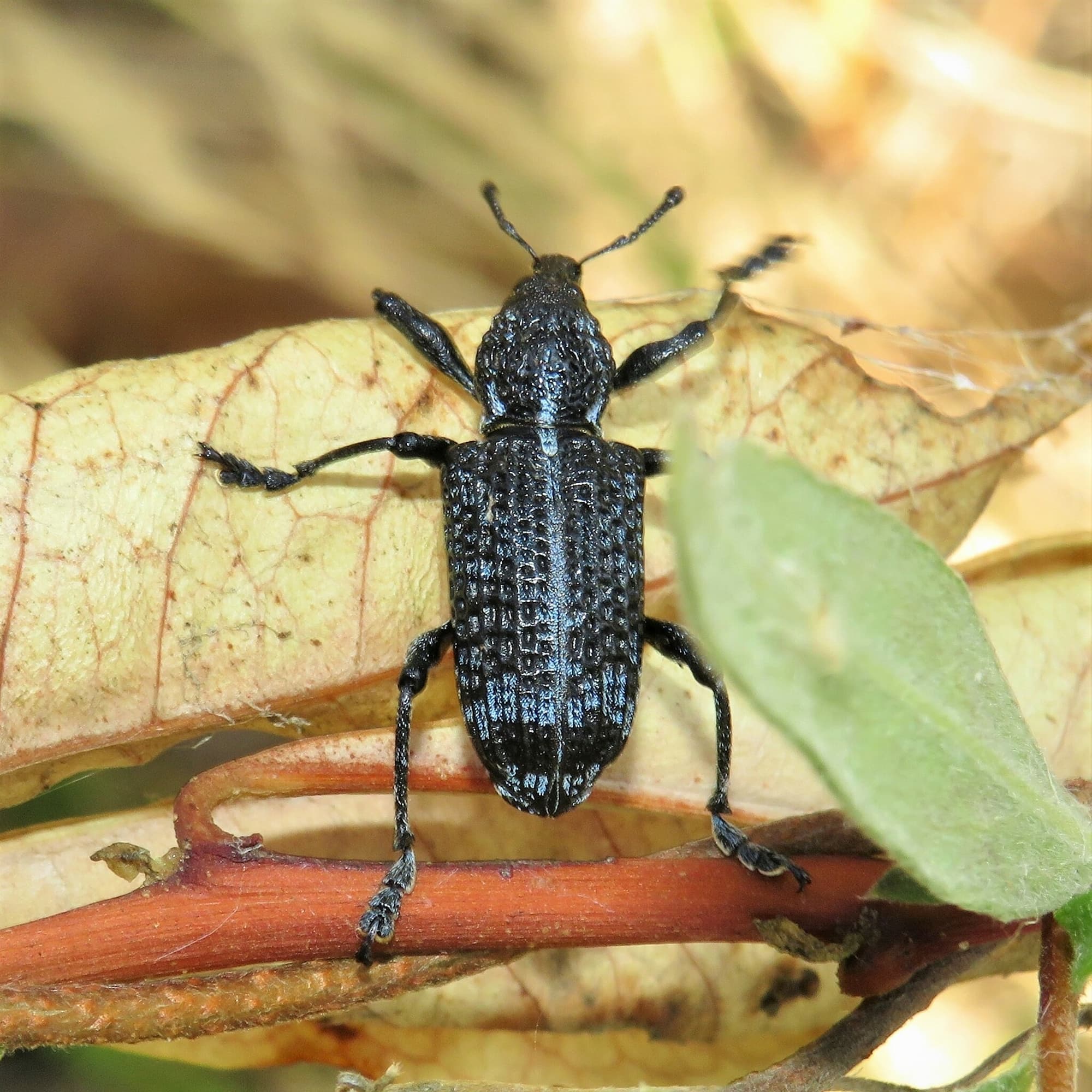 Chrysolopus spectabilis (Botany Bay Diamond Weevil) – Ausemade
