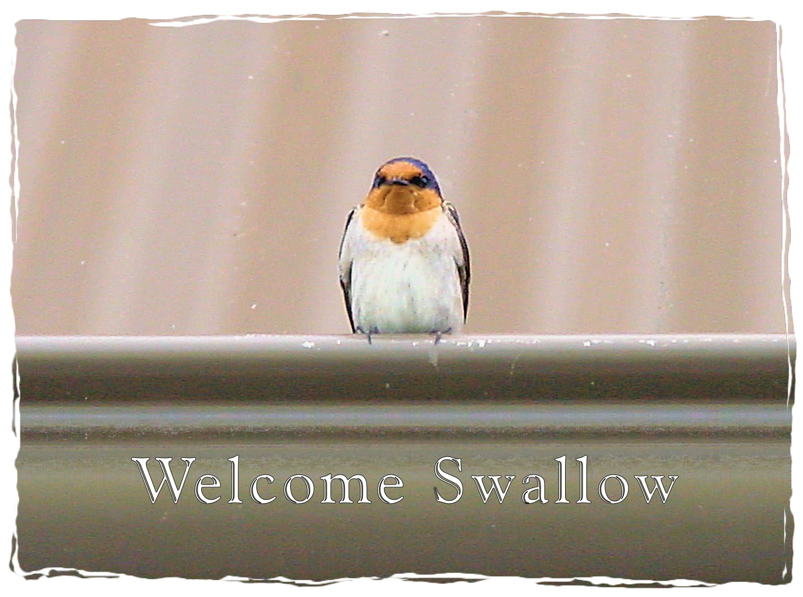 Welcome Swallow (Hirundo neoxena) – Ausemade