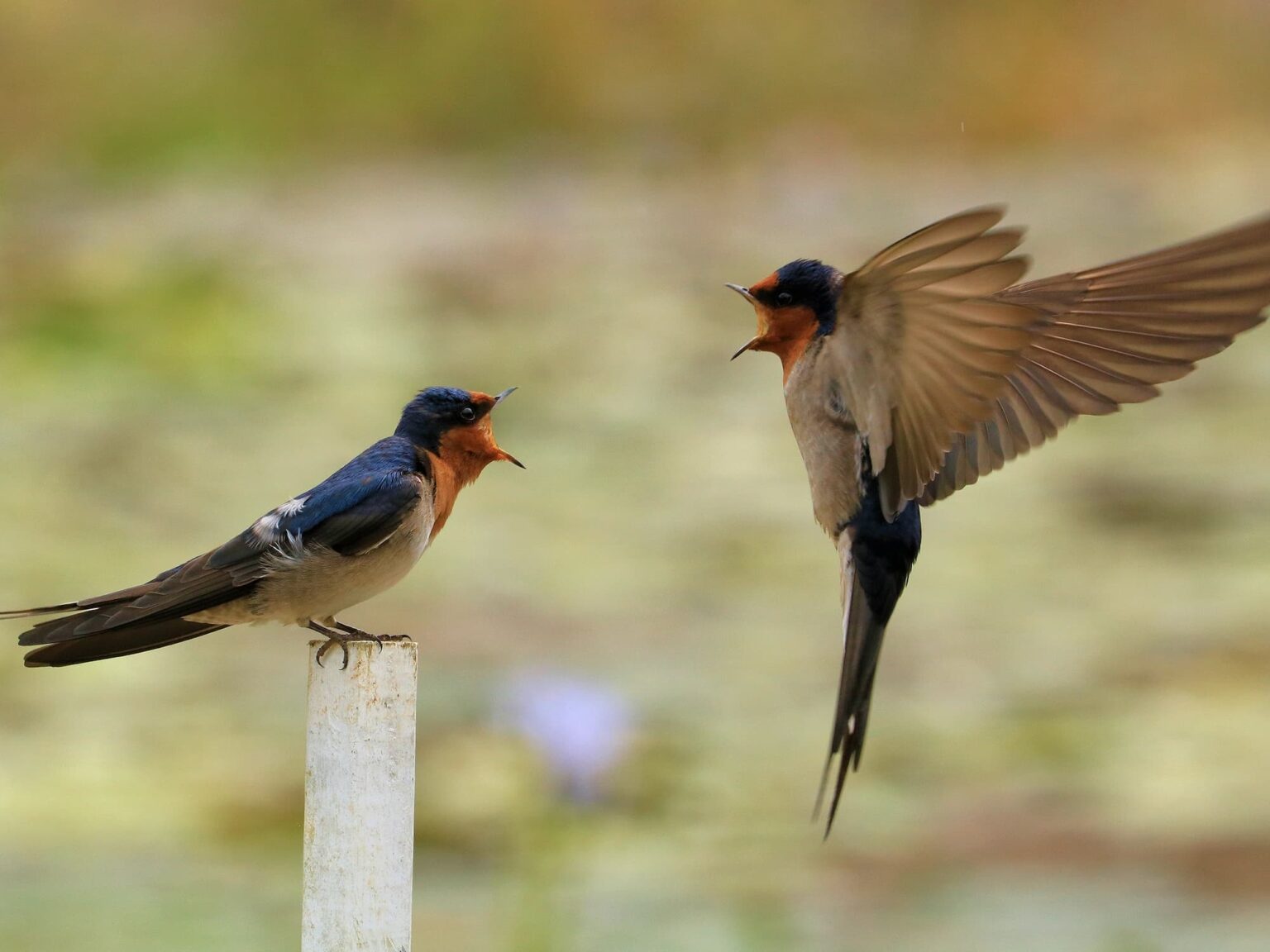 Welcome Swallow (Hirundo neoxena) – Ausemade