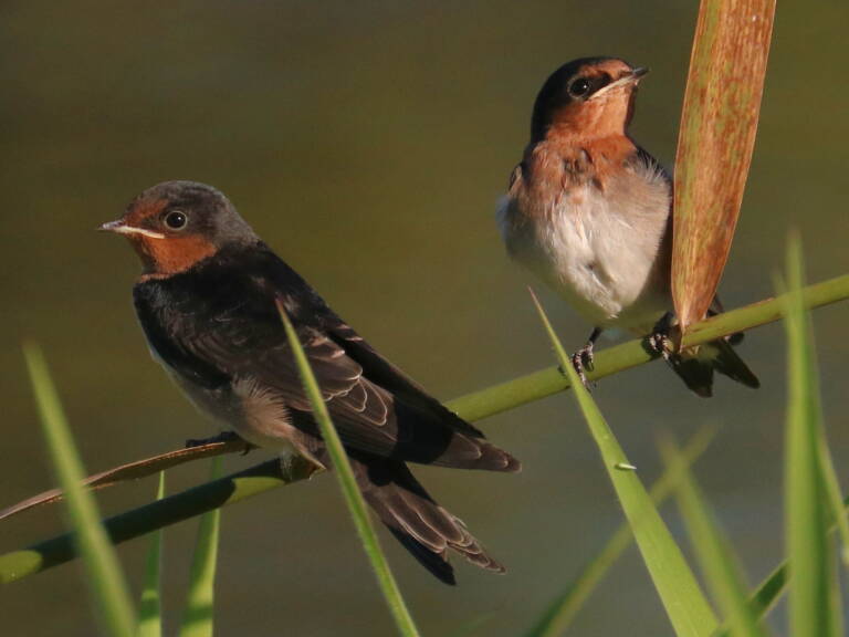 Welcome Swallow (Hirundo neoxena) – Ausemade