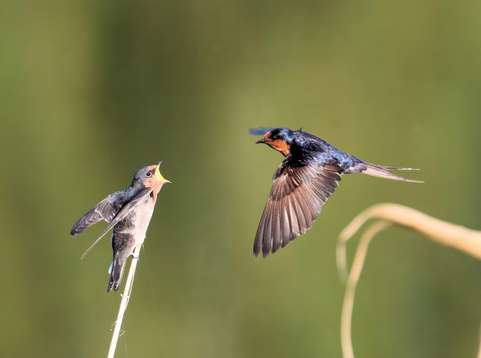 Welcome Swallow (Hirundo neoxena) – Ausemade