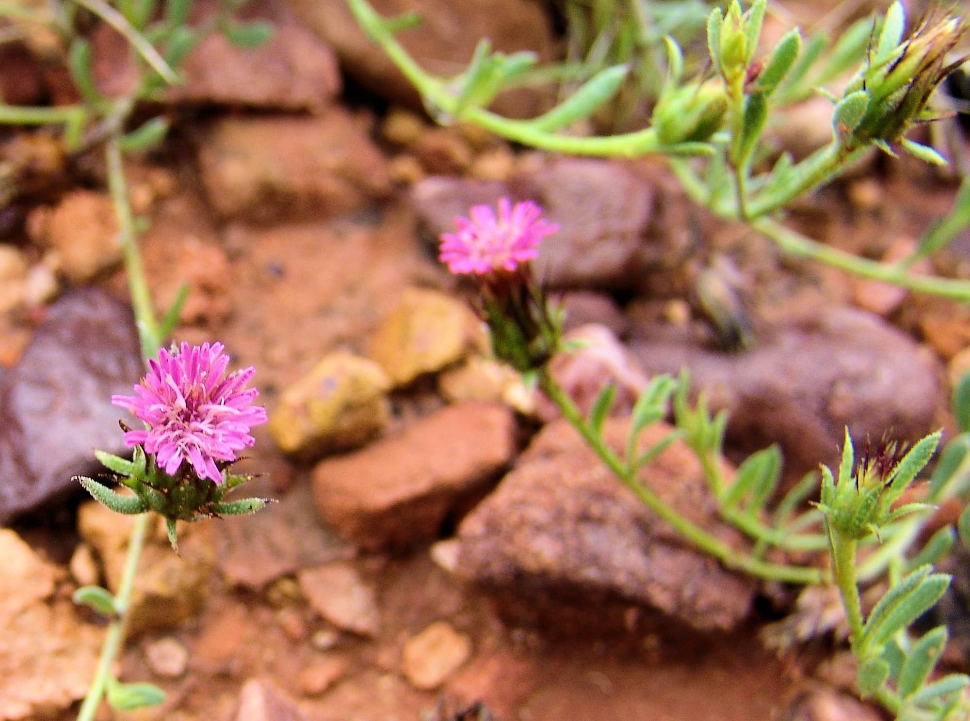Wertabona Daisy – Ausemade