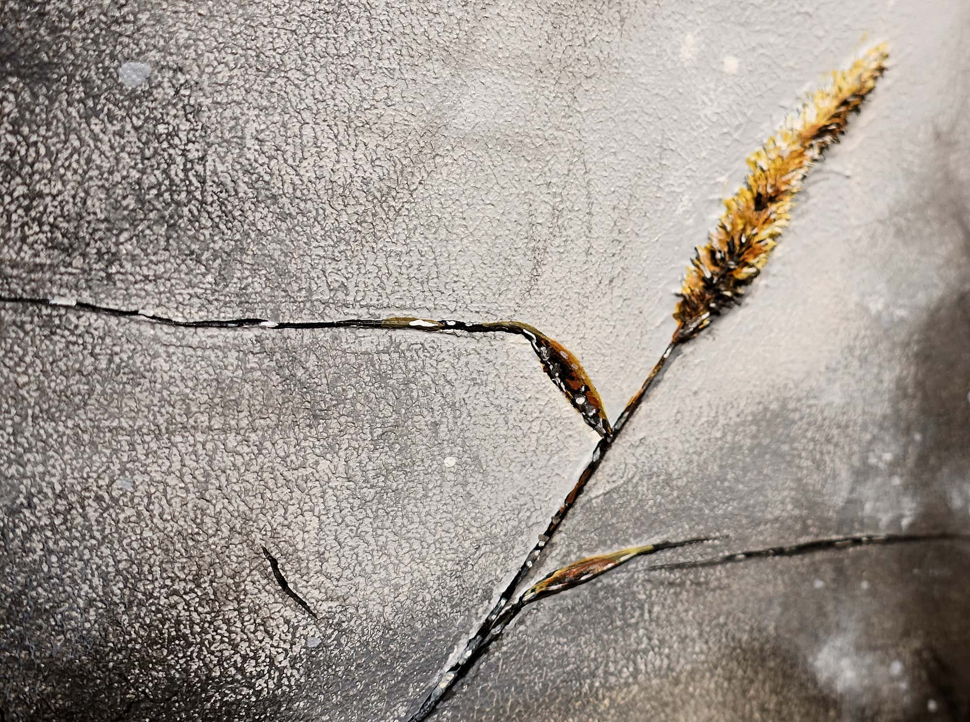 West Macs Ash Patch – Ausemade