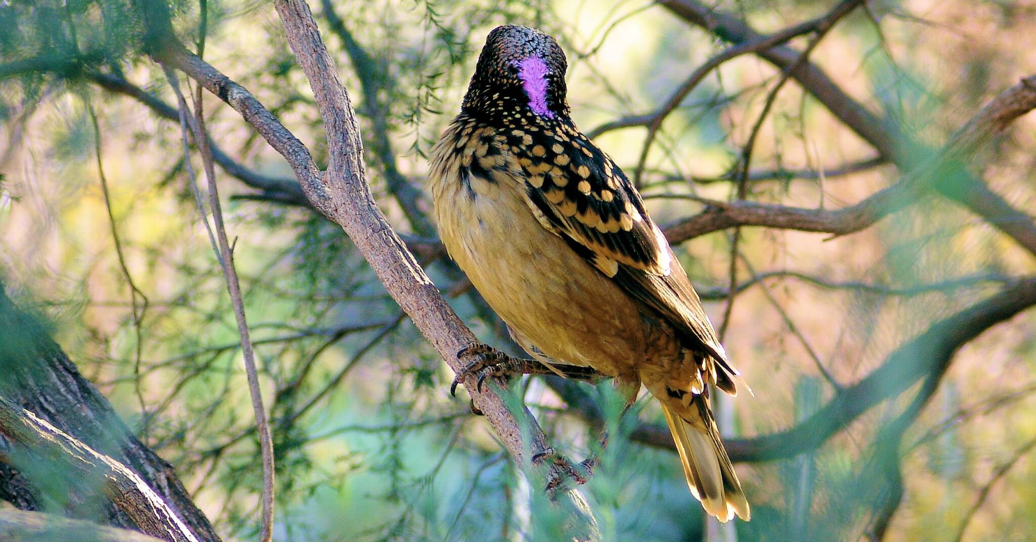 Western Bowerbird – Ausemade