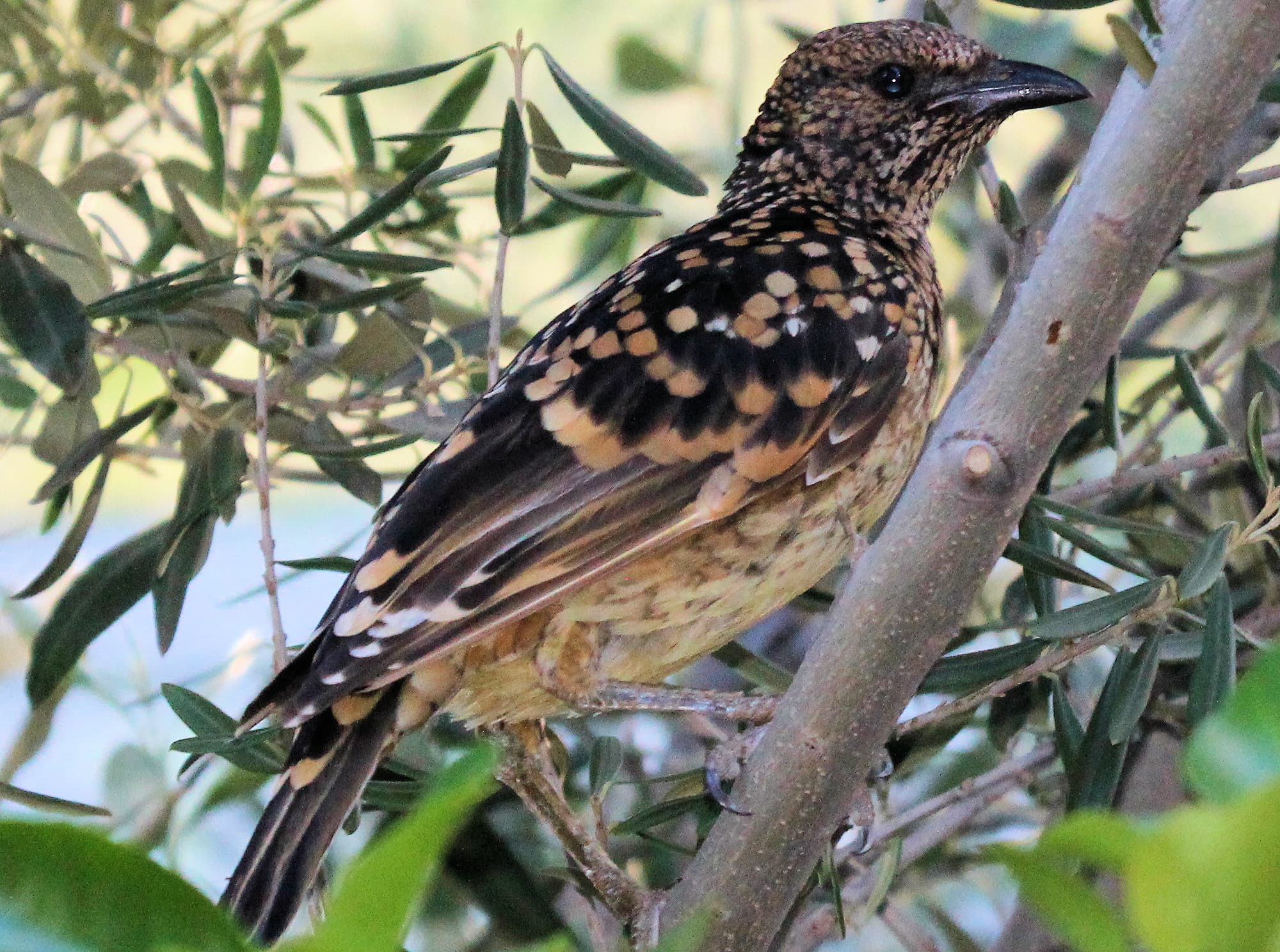 Bowerbirds – Ausemade