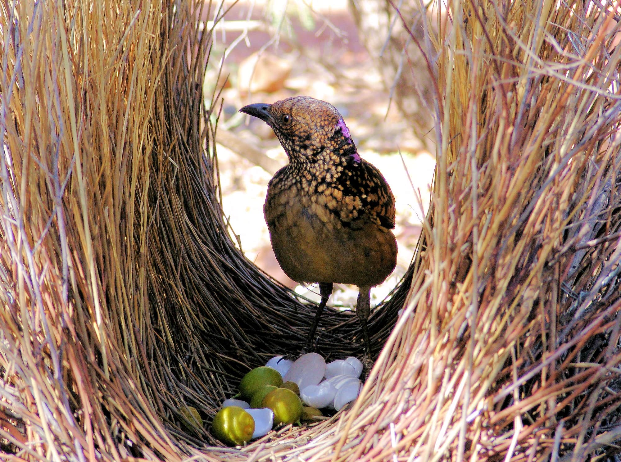 OPBG Fauna – Ausemade