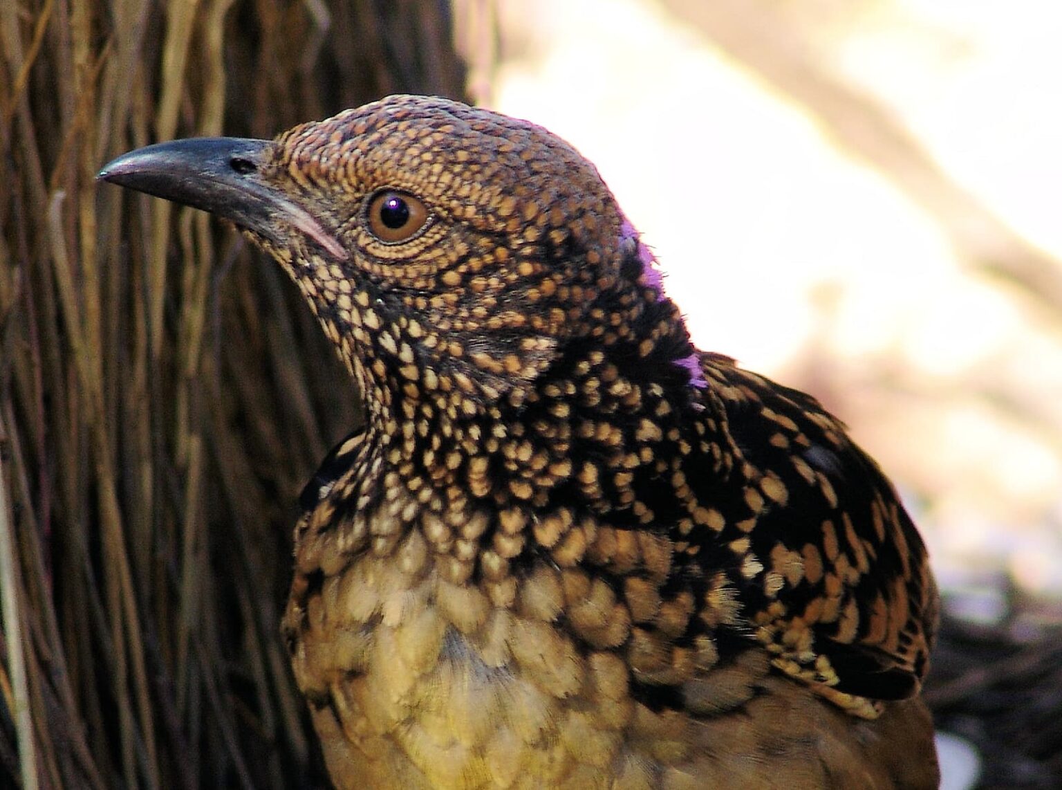 Western Bowerbird – Ausemade