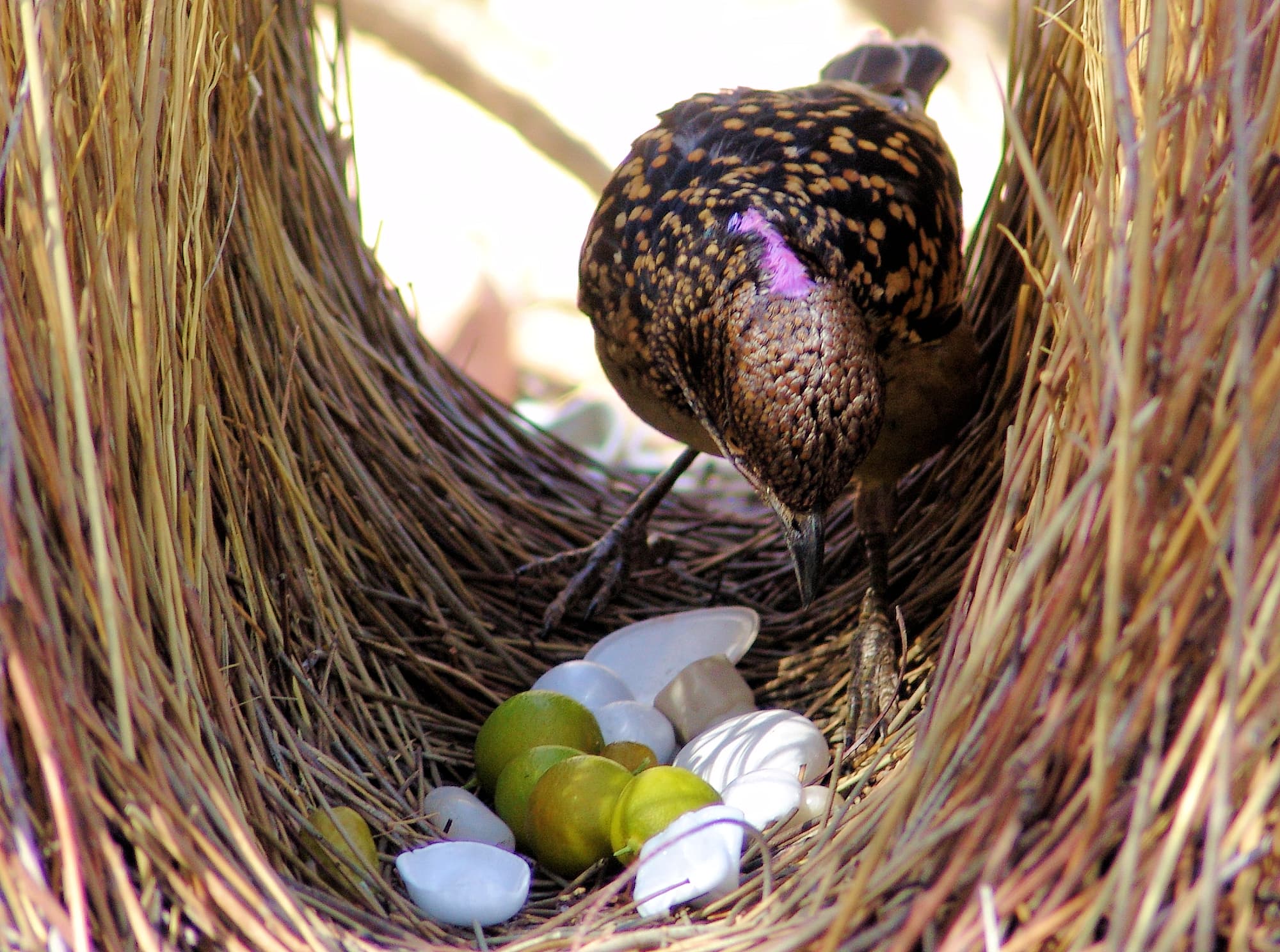 Western Bowerbird – Ausemade