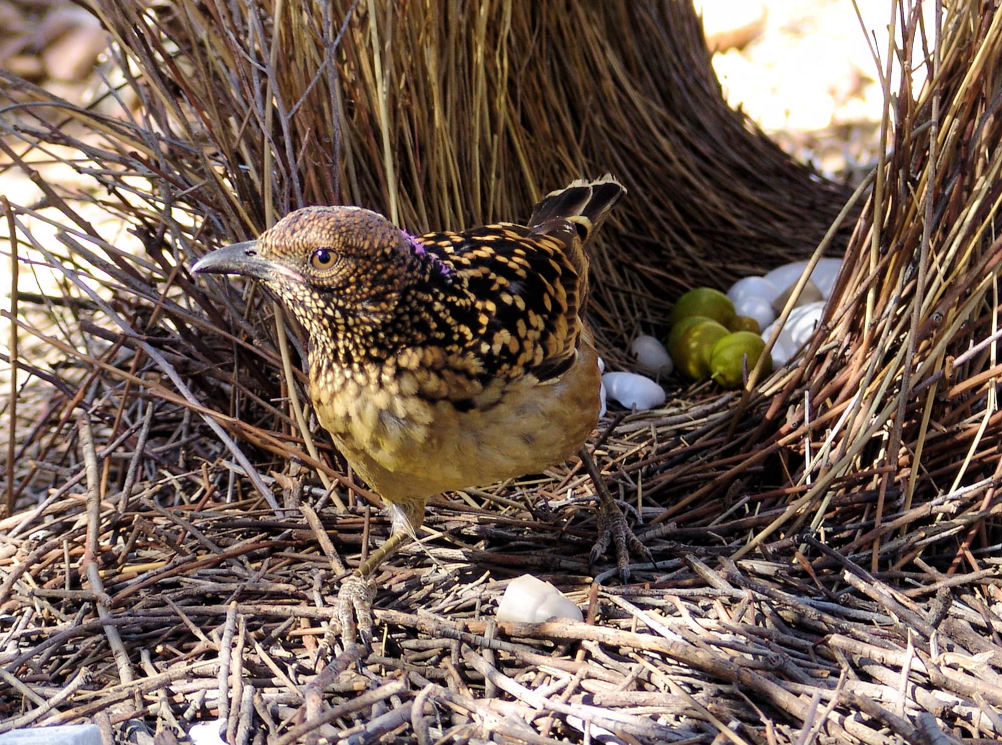 Western Bowerbird – Ausemade
