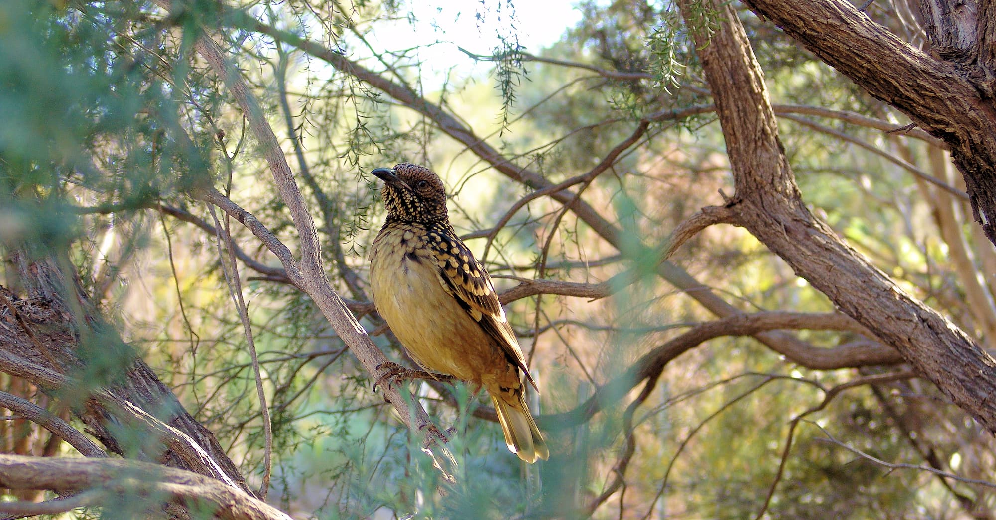 Western Bowerbird – Ausemade