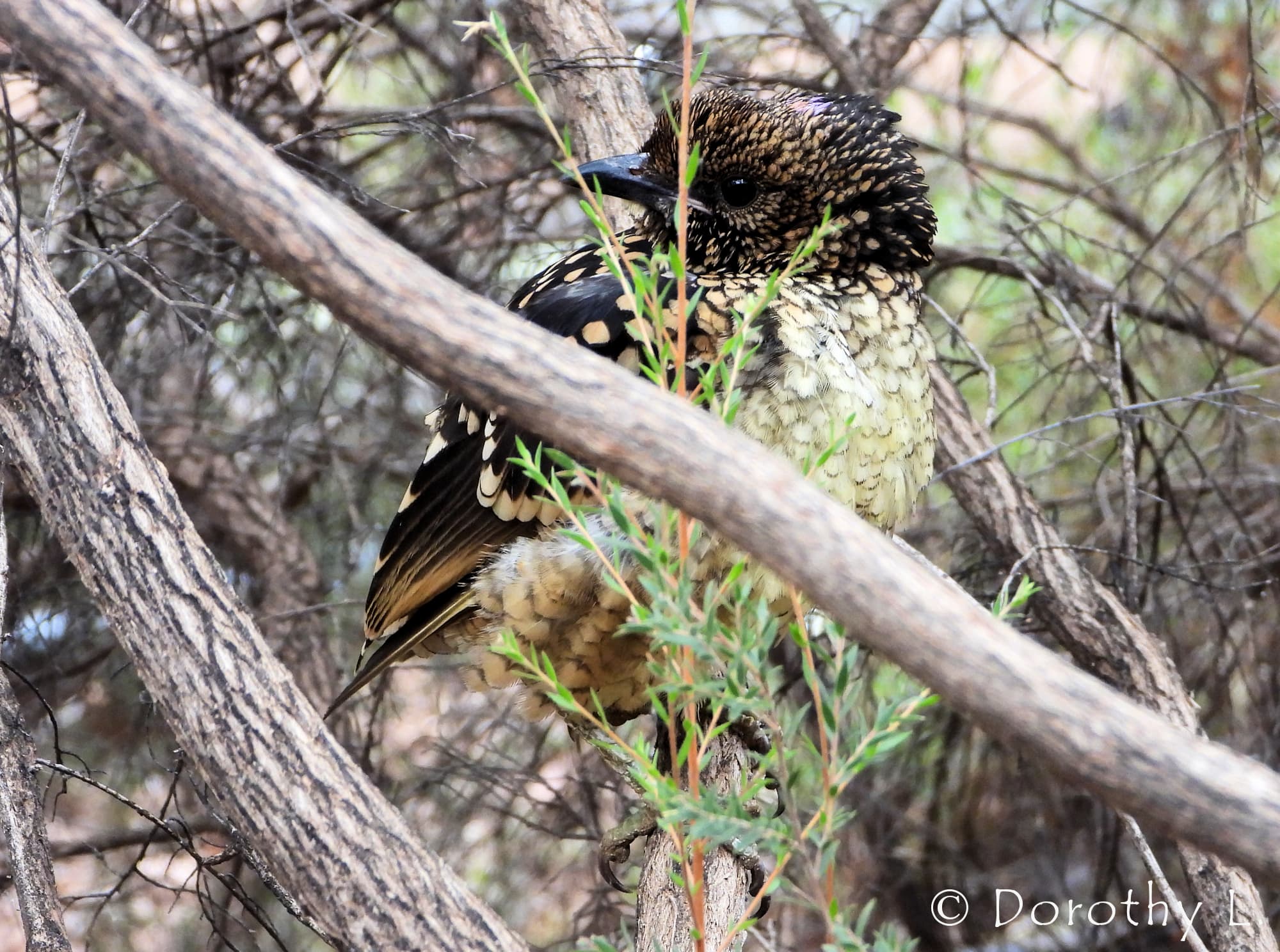Western Bowerbird – Ausemade