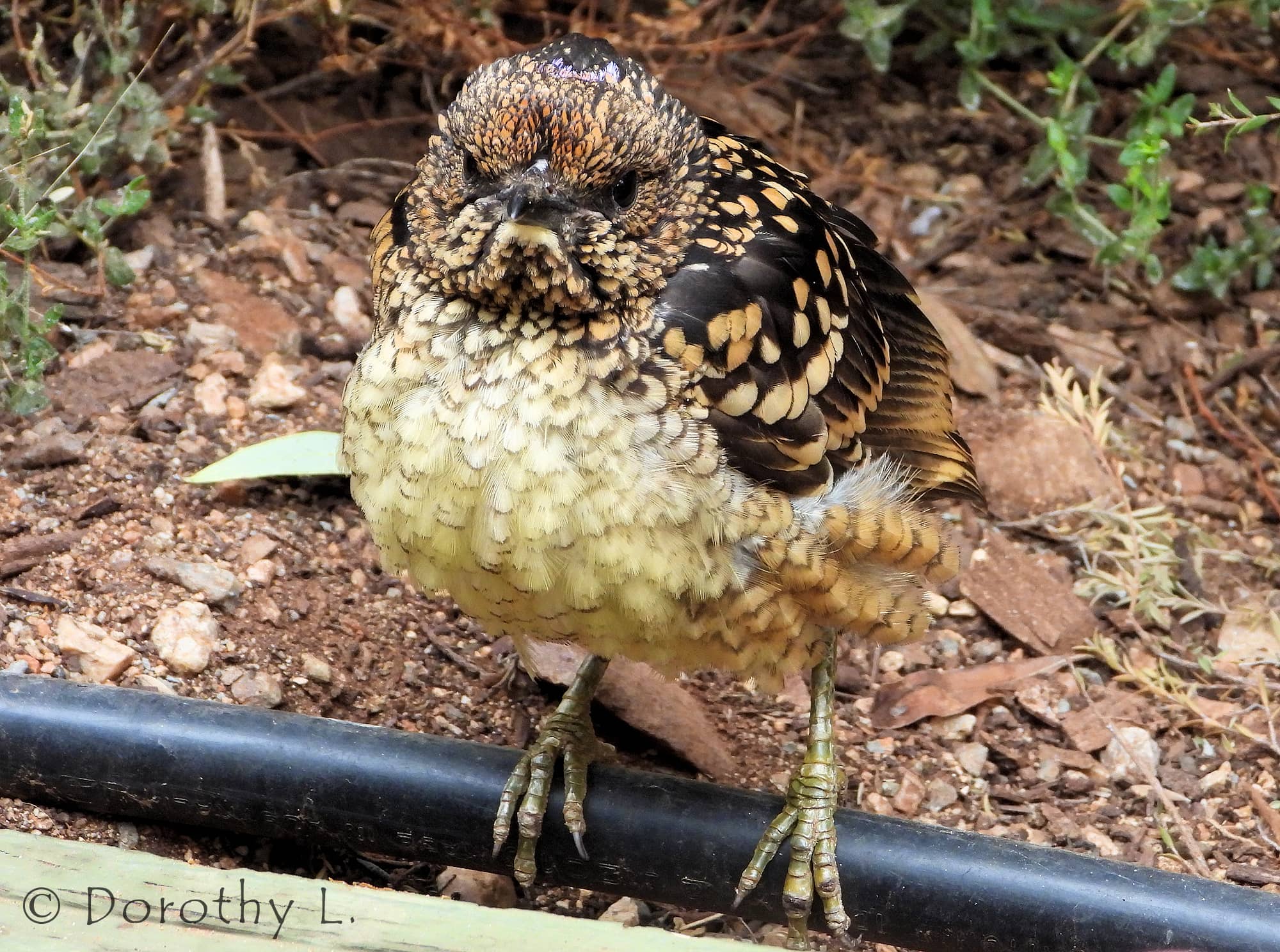 Western Bowerbird – Ausemade