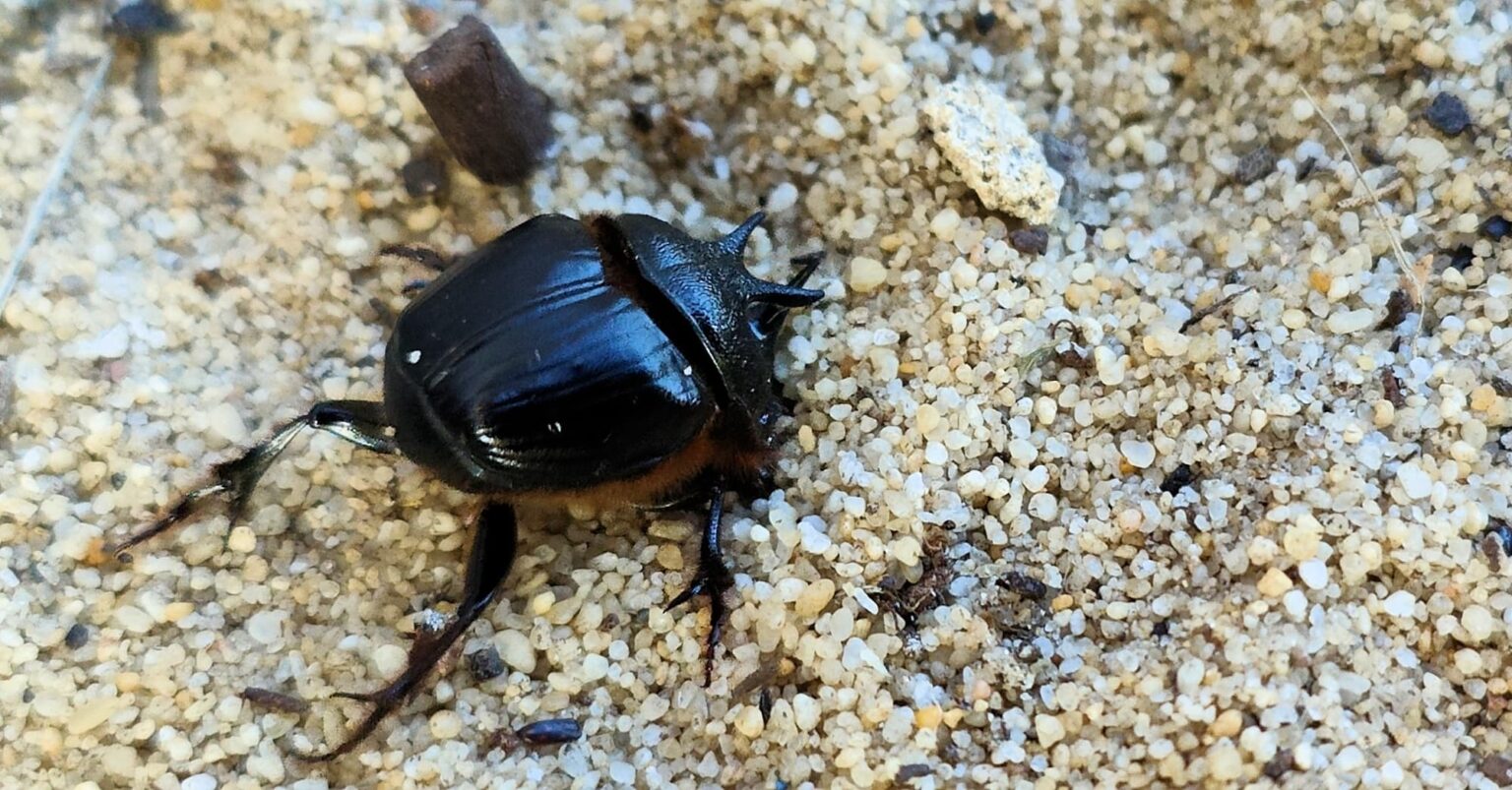 Onthophagus ferox (Western Dung Beetle) – Ausemade