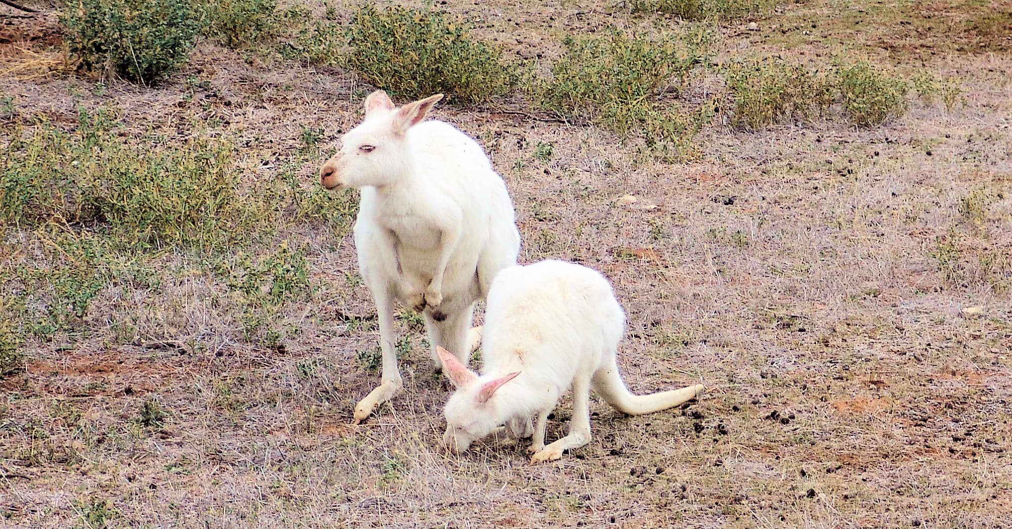 Western Grey Kangaroo – Ausemade