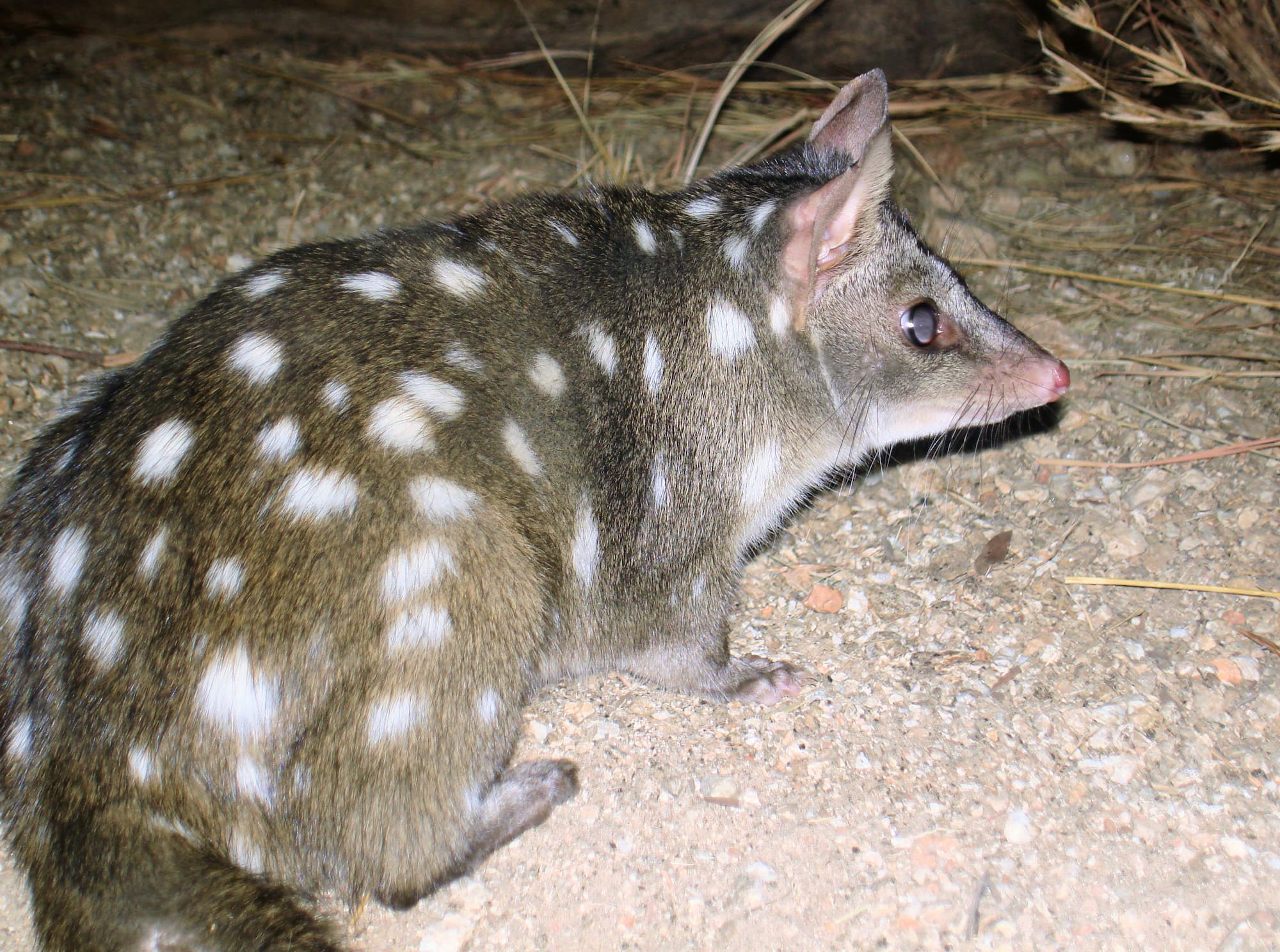 Western Quoll – Ausemade