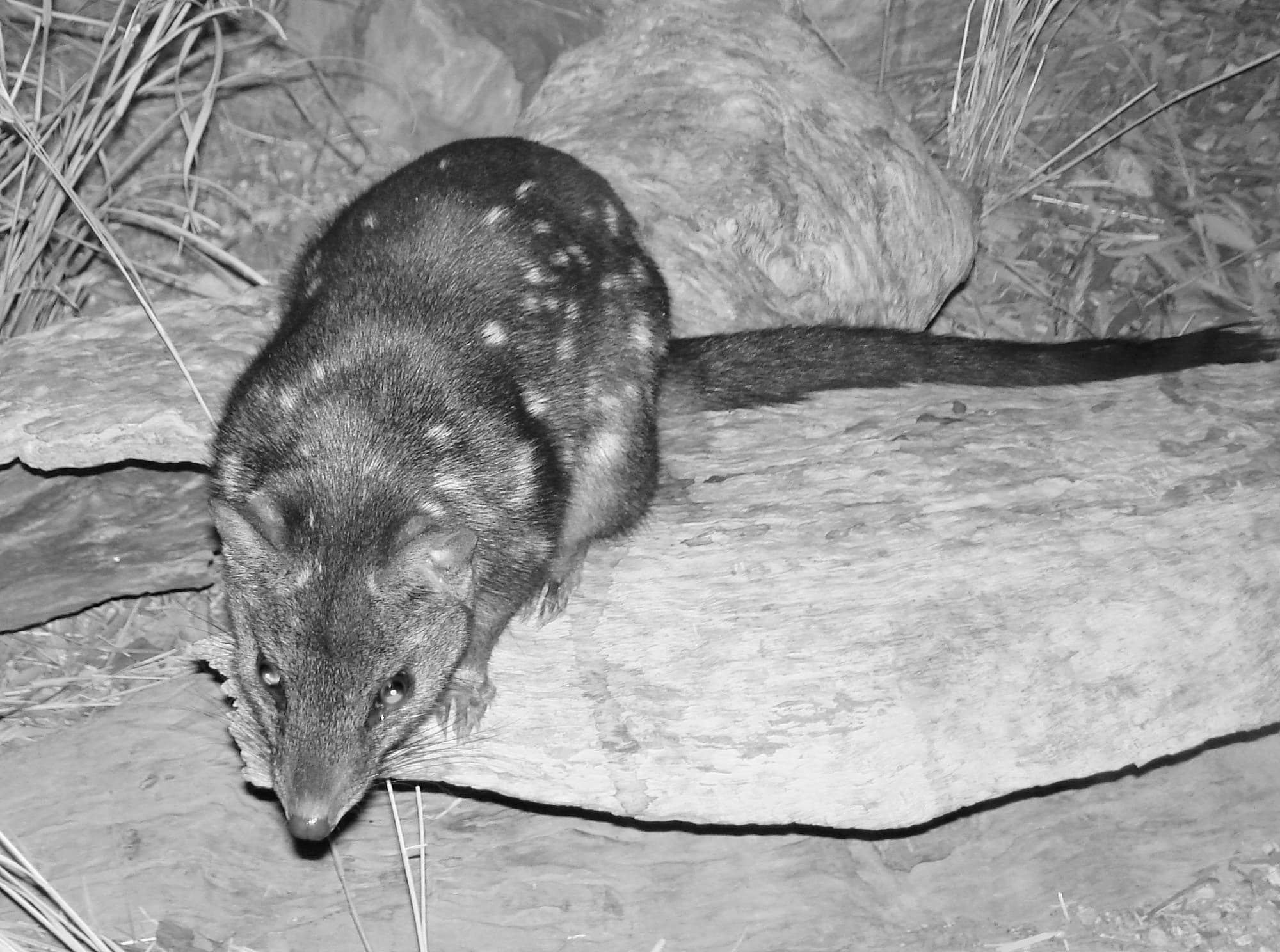 Western Quoll – Ausemade