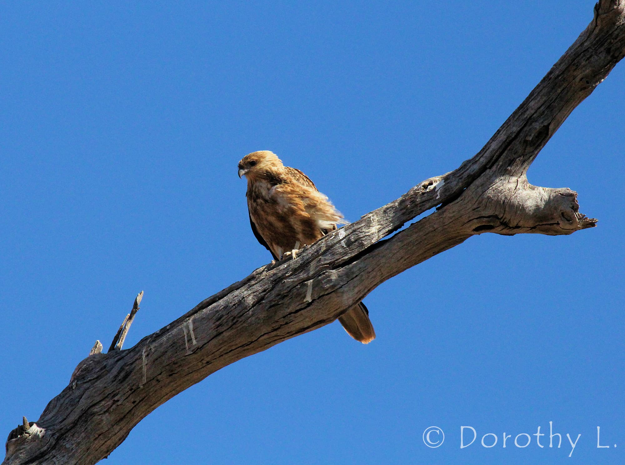 Whistling Kite – Ausemade