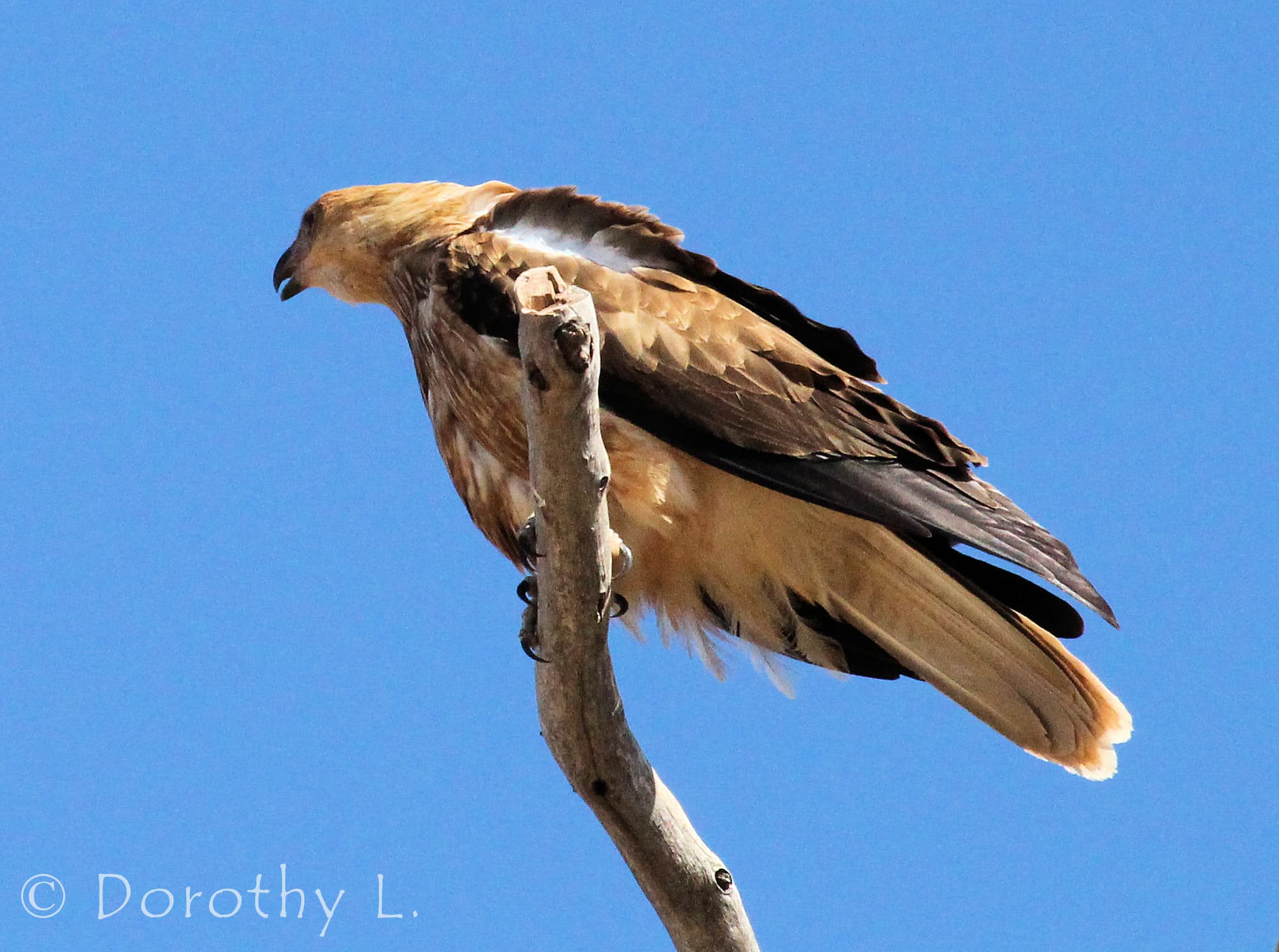 Whistling Kite – Ausemade