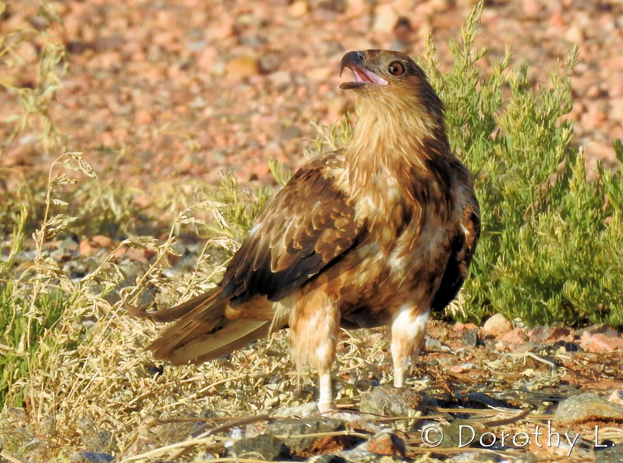 Whistling Kite – Ausemade