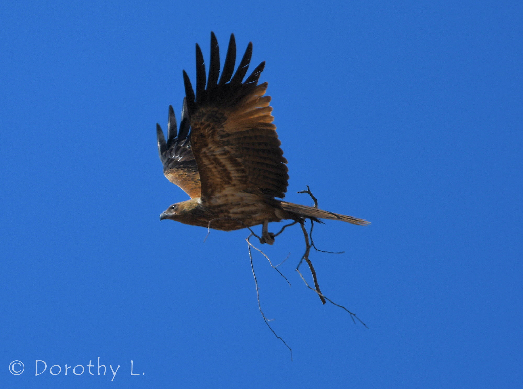 Whistling Kite at the Ponds – Ausemade