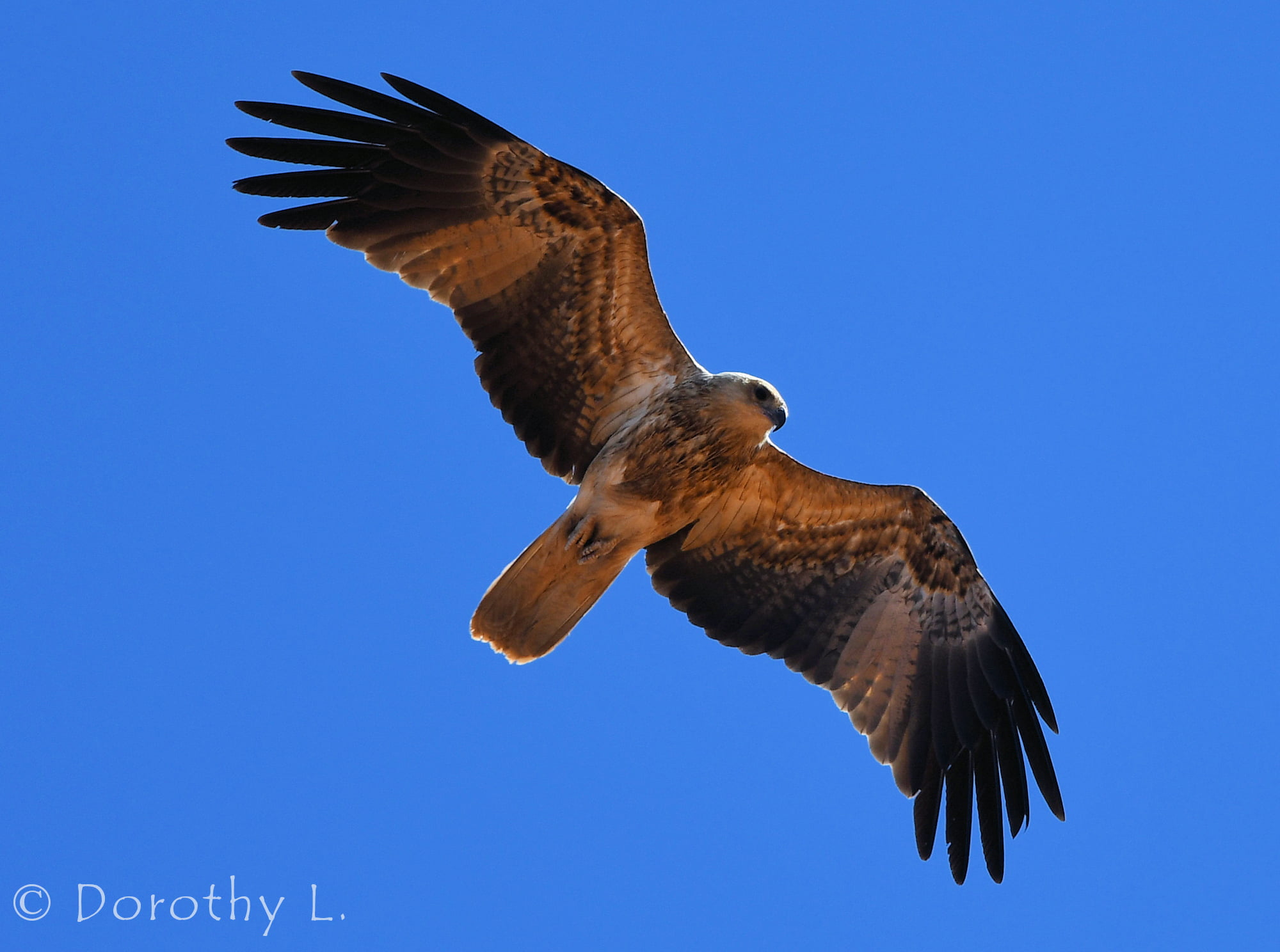 Whistling Kite – soaring – Ausemade