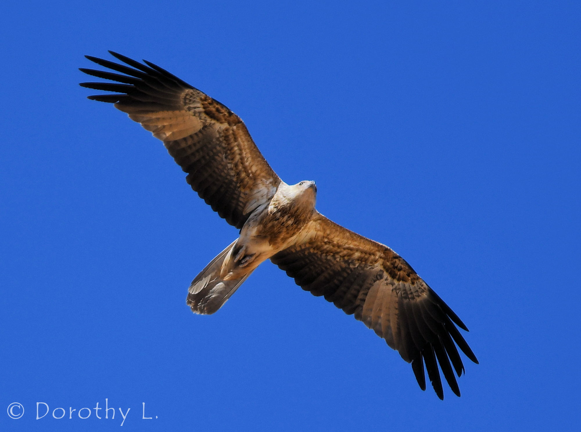 Whistling Kite – soaring – Ausemade