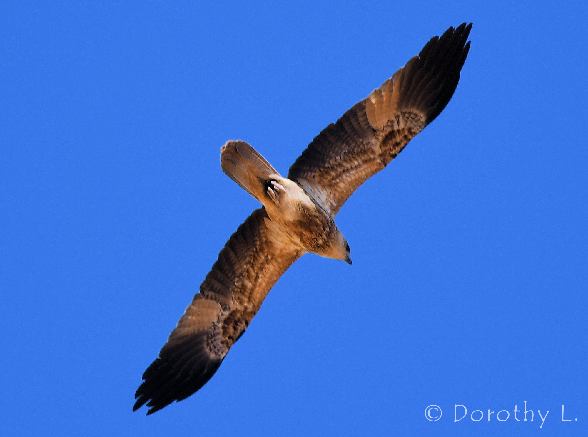 Whistling Kite – soaring – Ausemade