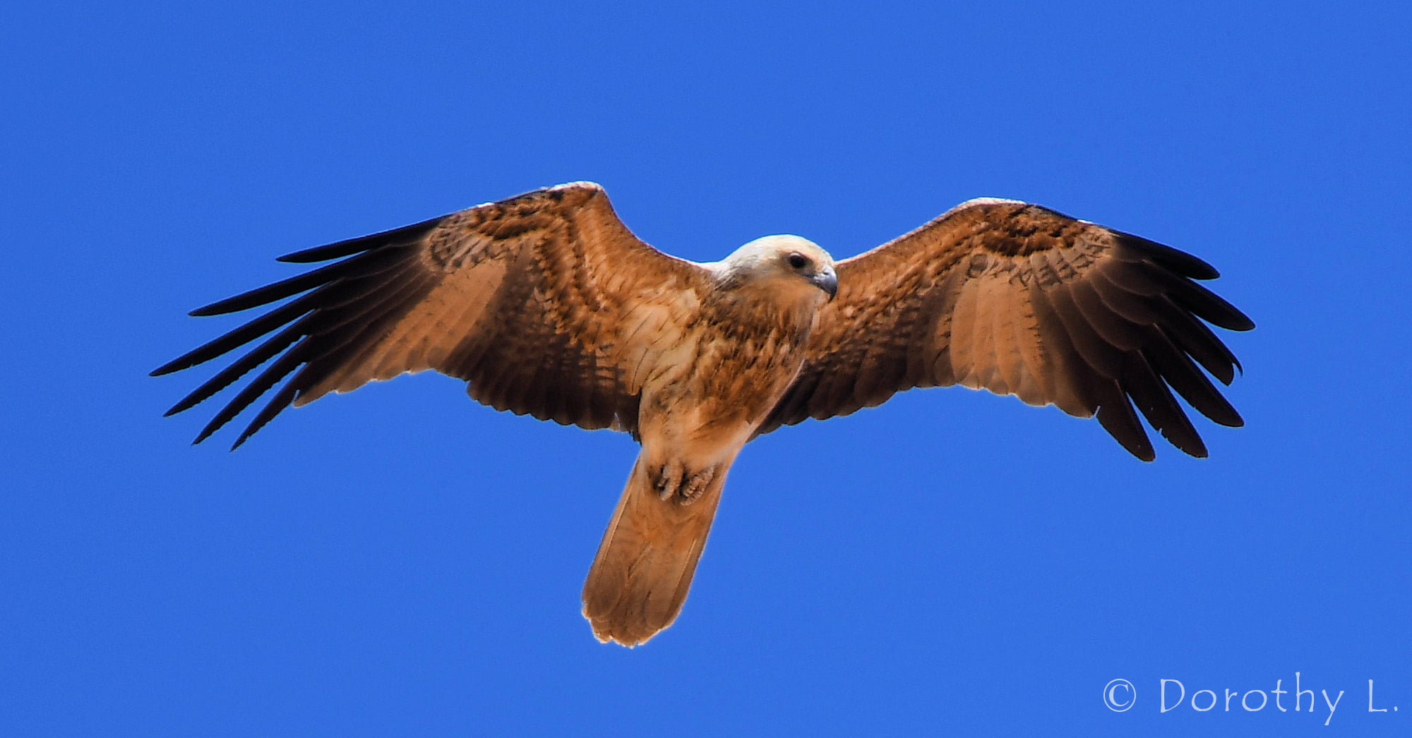 Whistling Kite – soaring – Ausemade