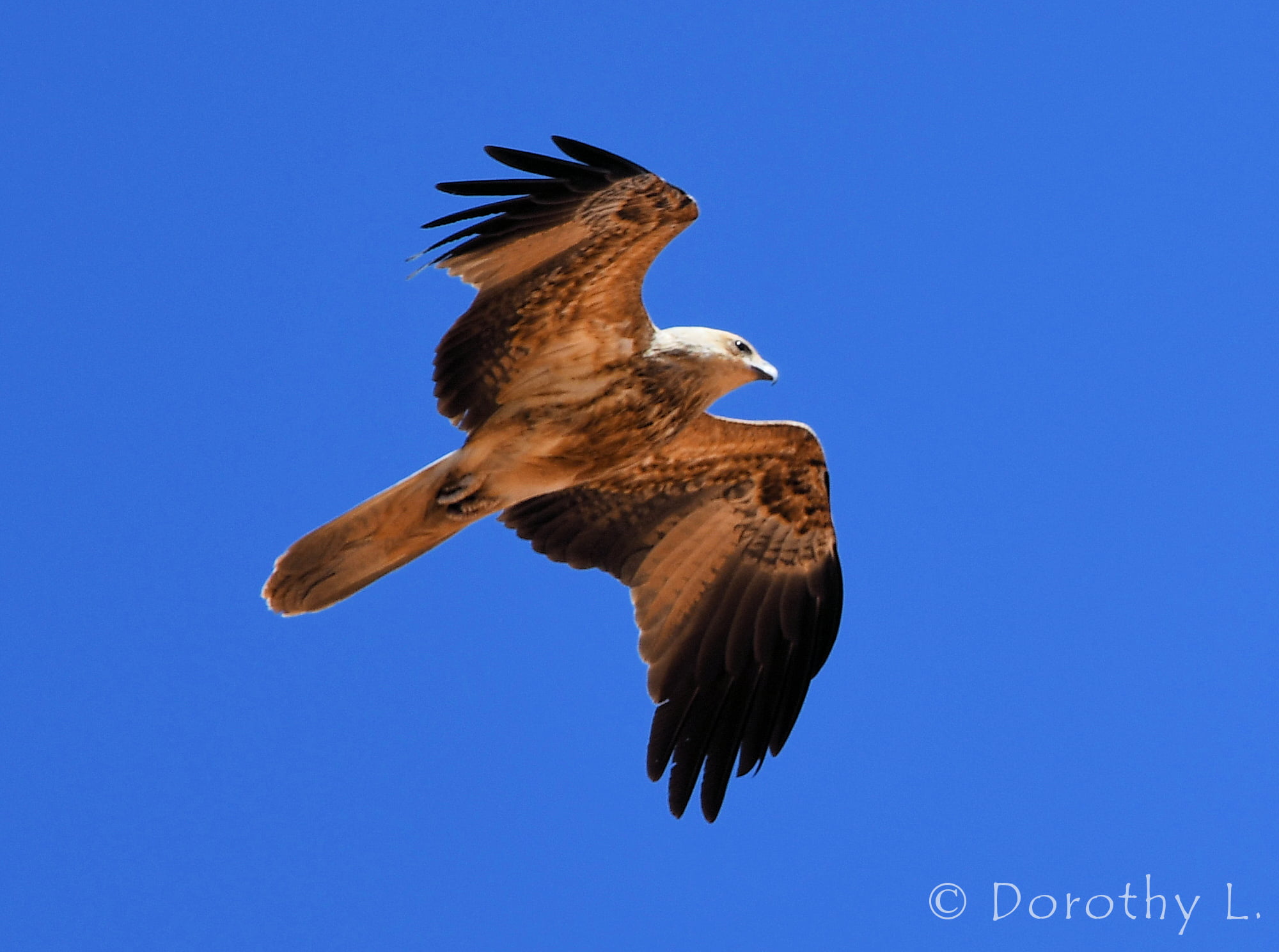 Whistling Kite – soaring – Ausemade