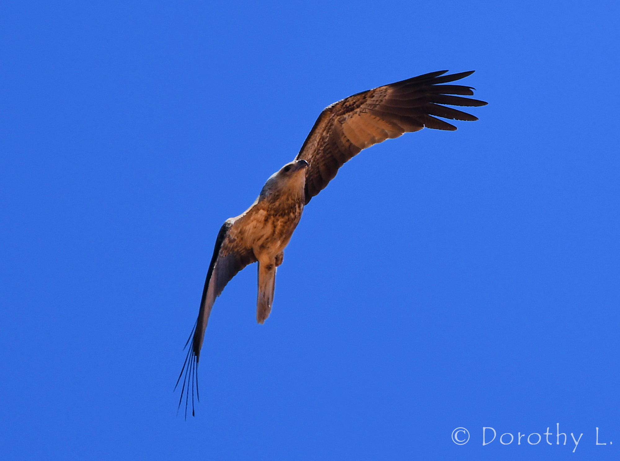 Whistling Kite – soaring – Ausemade