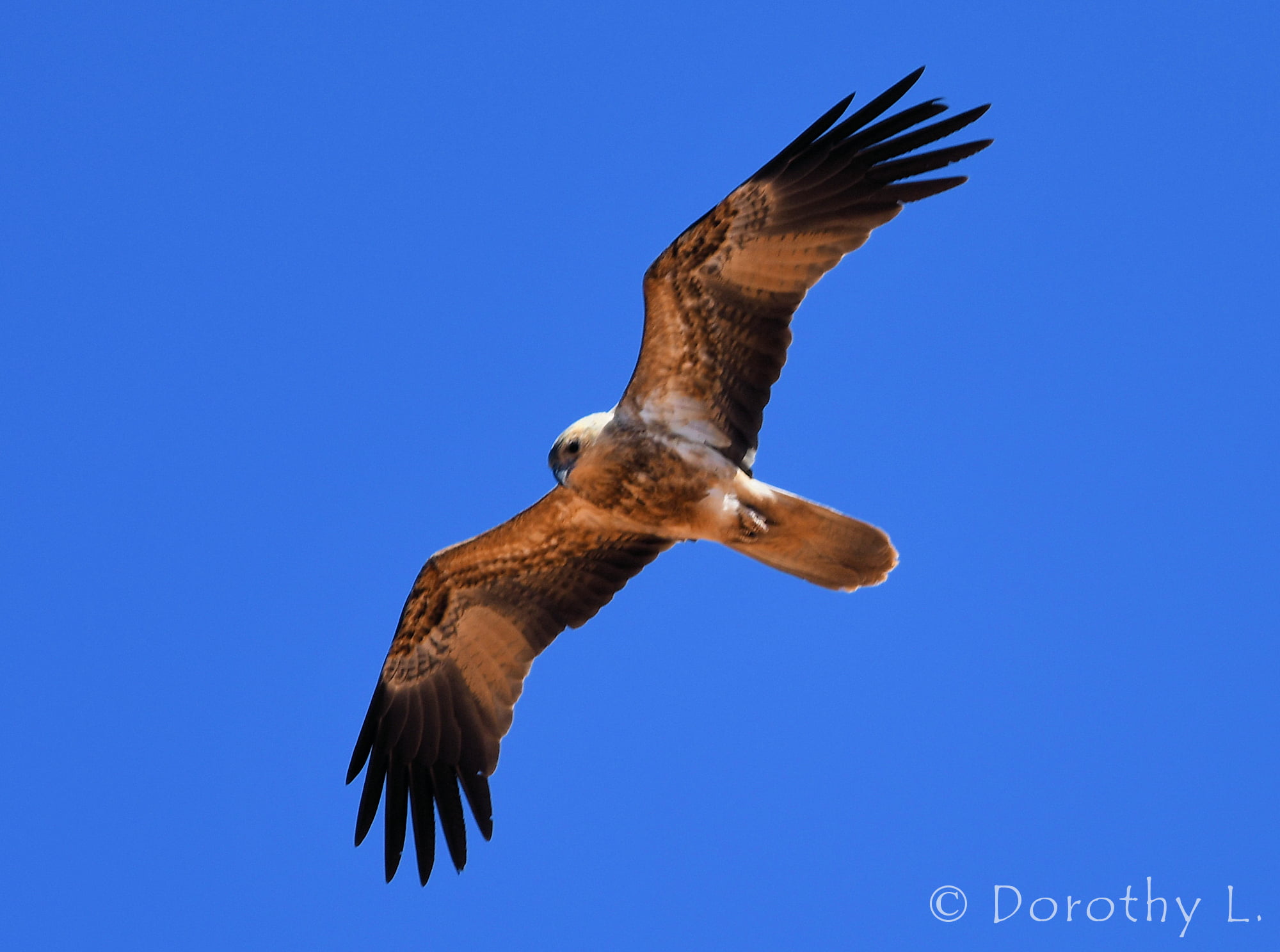 Whistling Kite – soaring – Ausemade