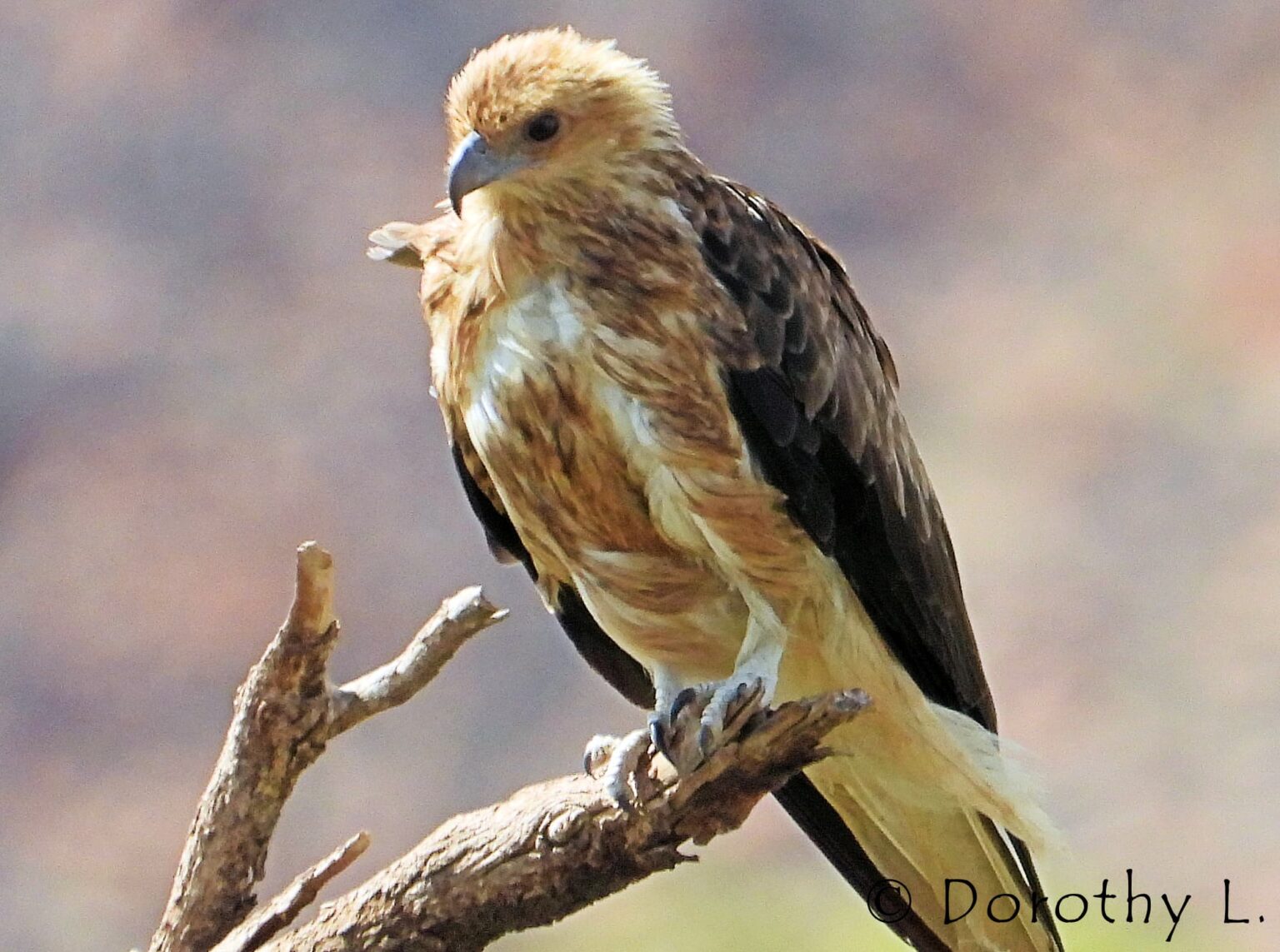 Whistling Kite – Ausemade