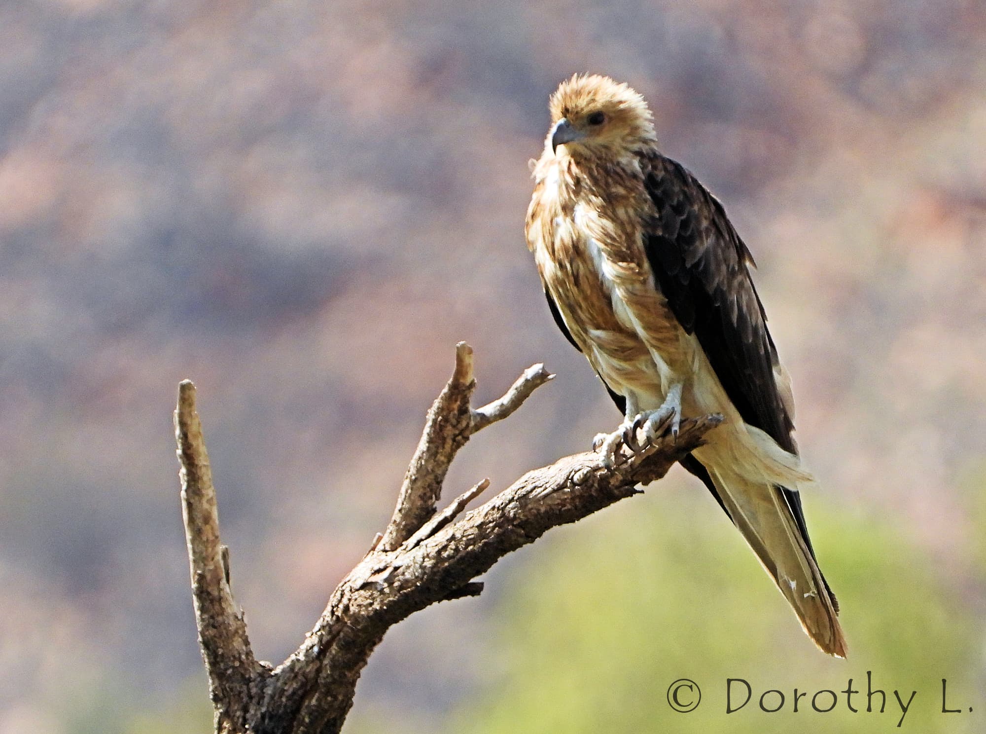 Whistling Kite – Ausemade