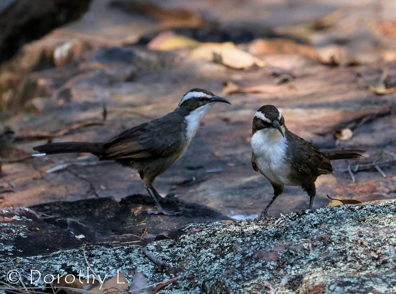 Australian Babblers – Ausemade