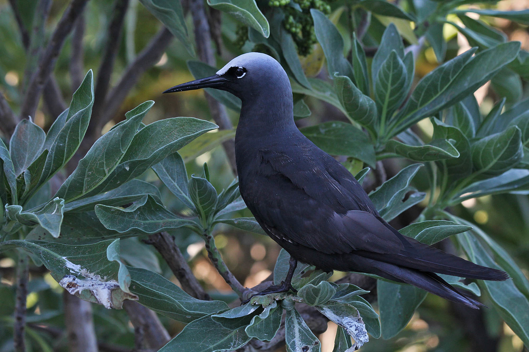 White Capped Noddy – Ausemade