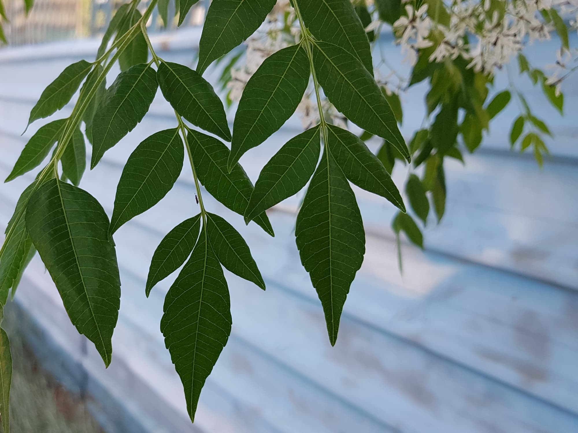 White Cedar – Ausemade