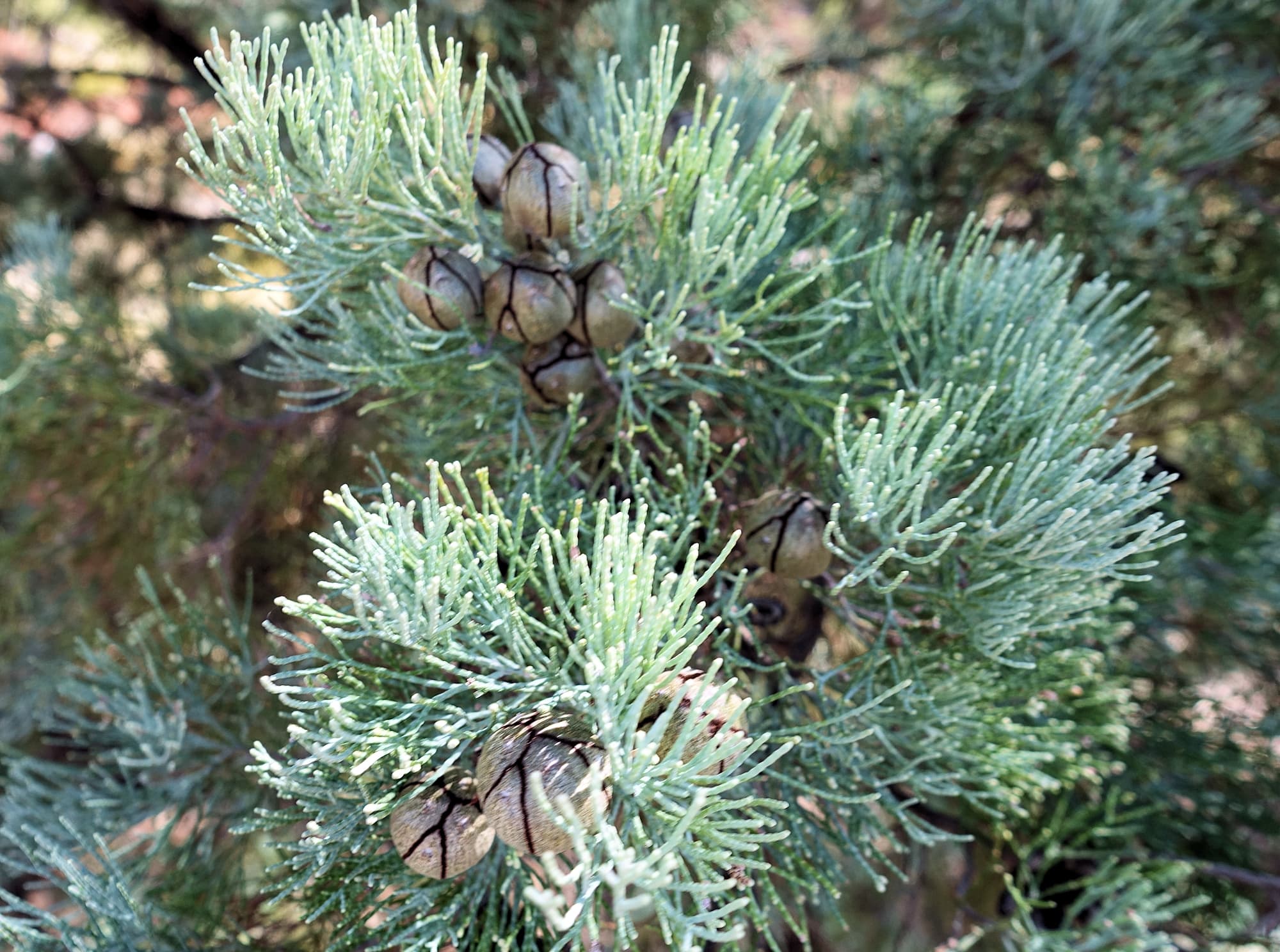 White Cypress Pine – Ausemade