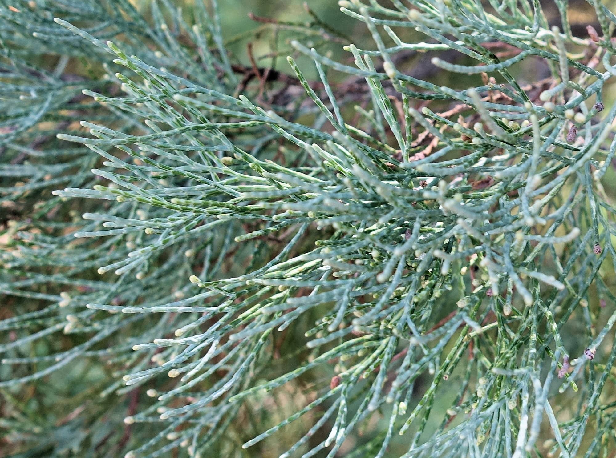 White Cypress Pine – Ausemade